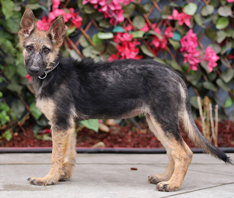 Westside German Shepherd Rescue of Los Angeles