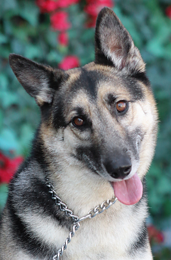 Westside German Shepherd Rescue of Los Angeles