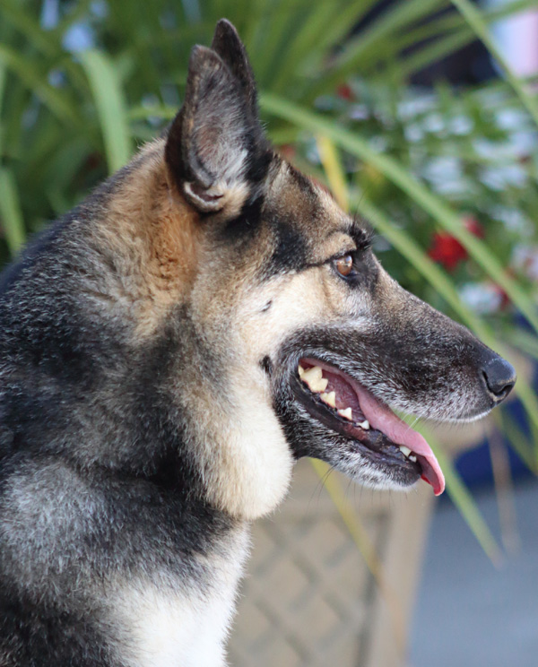 Westside German Shepherd Rescue of Los Angeles