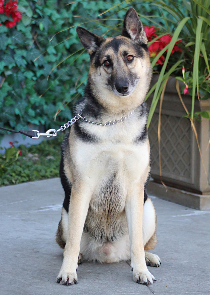 Westside German Shepherd Rescue of Los Angeles