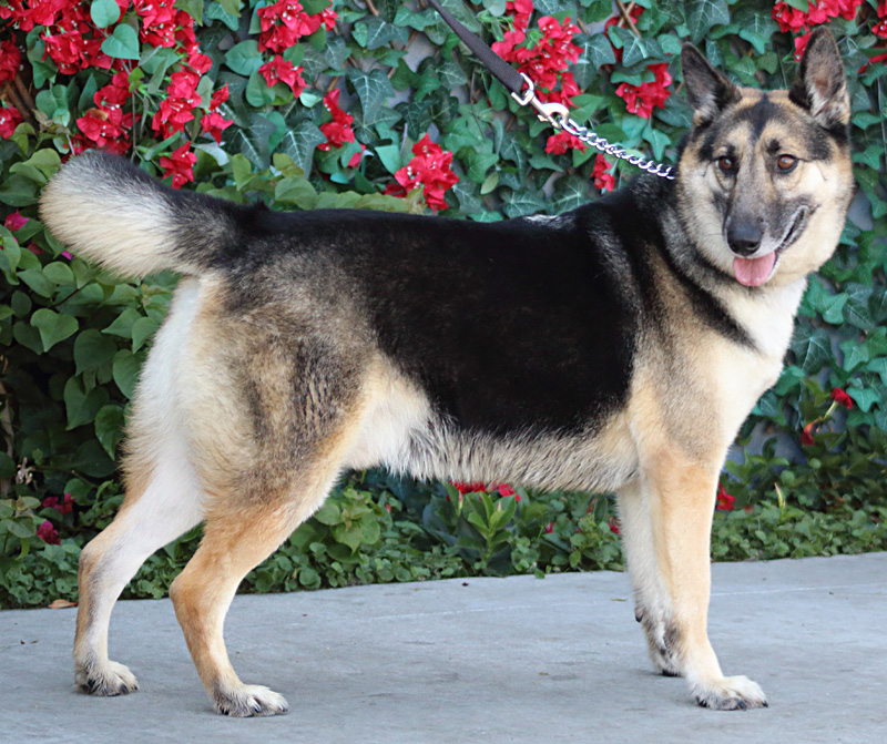 Westside German Shepherd Rescue of Los Angeles