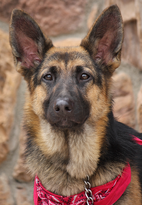 Westside German Shepherd Rescue of Los Angeles