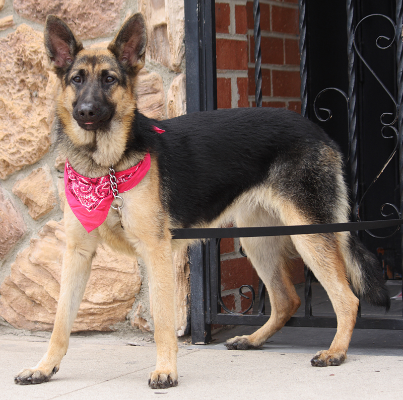Westside German Shepherd Rescue of Los Angeles