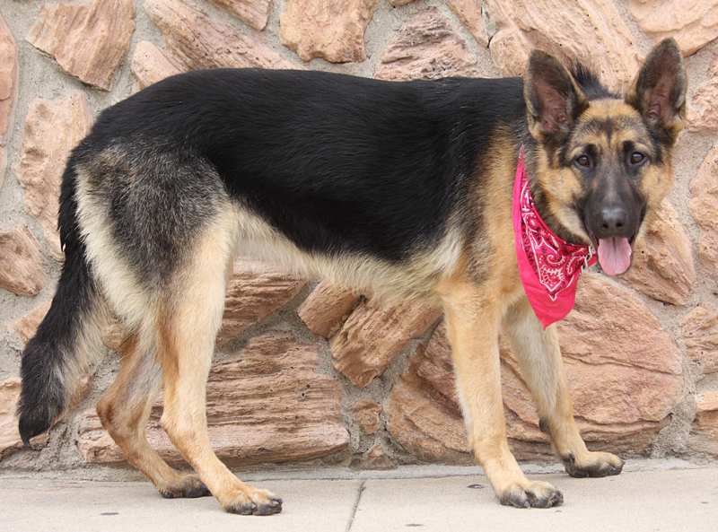 Westside German Shepherd Rescue of Los Angeles