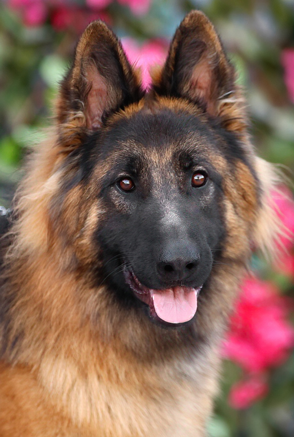 Westside German Shepherd Rescue of Los Angeles