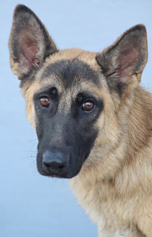 Westside German Shepherd Rescue of Los Angeles
