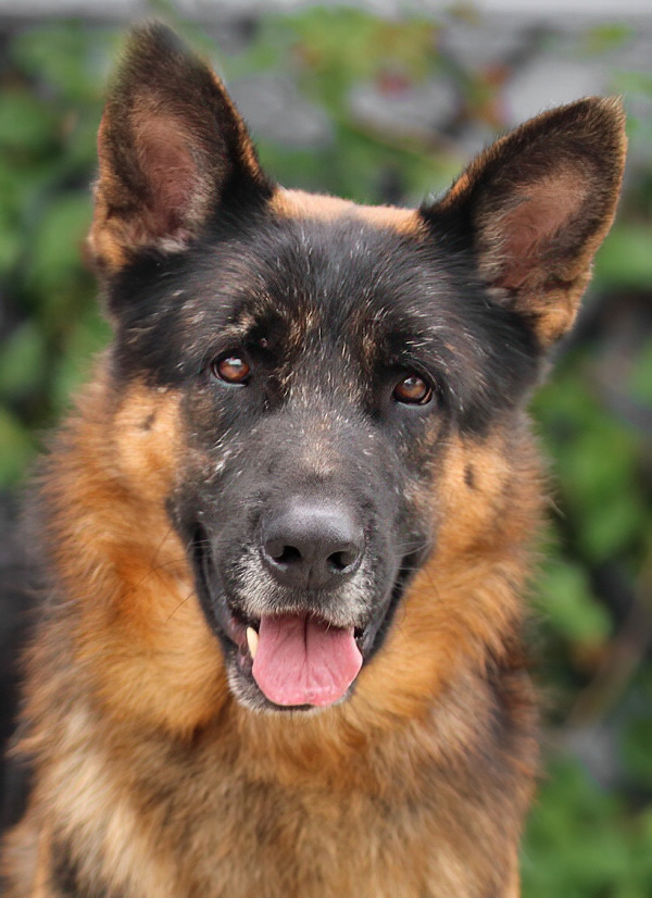 Westside German Shepherd Rescue of Los Angeles
