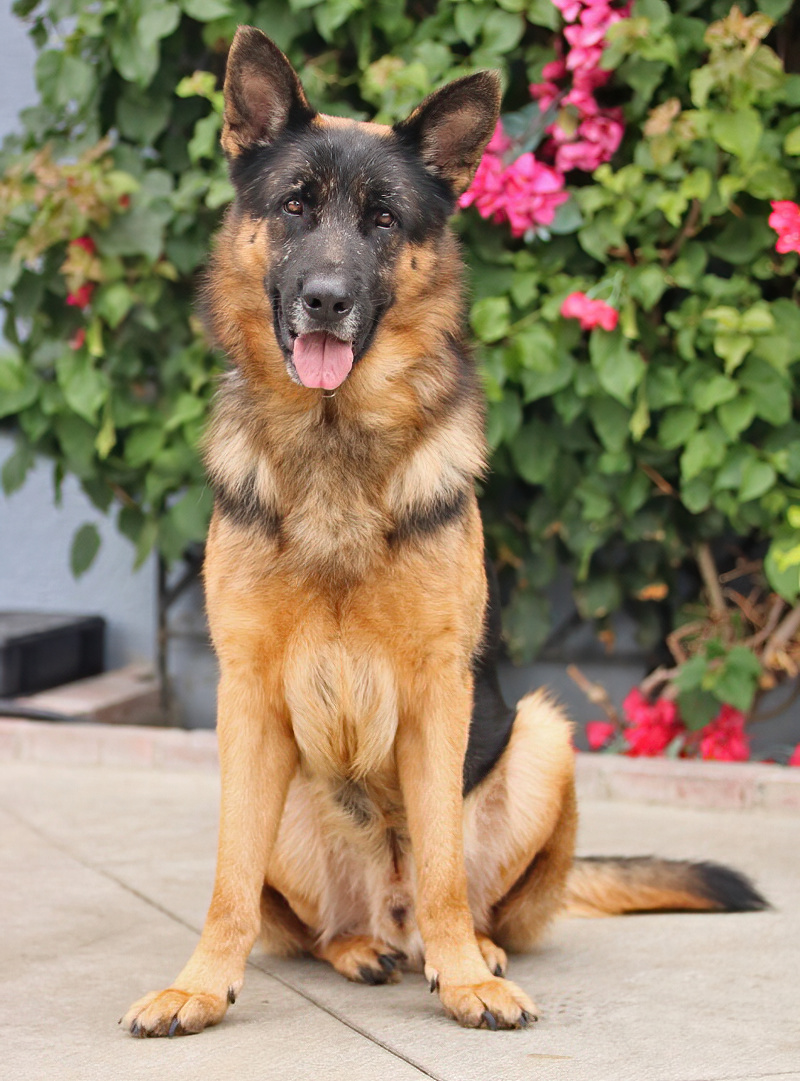 Westside German Shepherd Rescue of Los Angeles