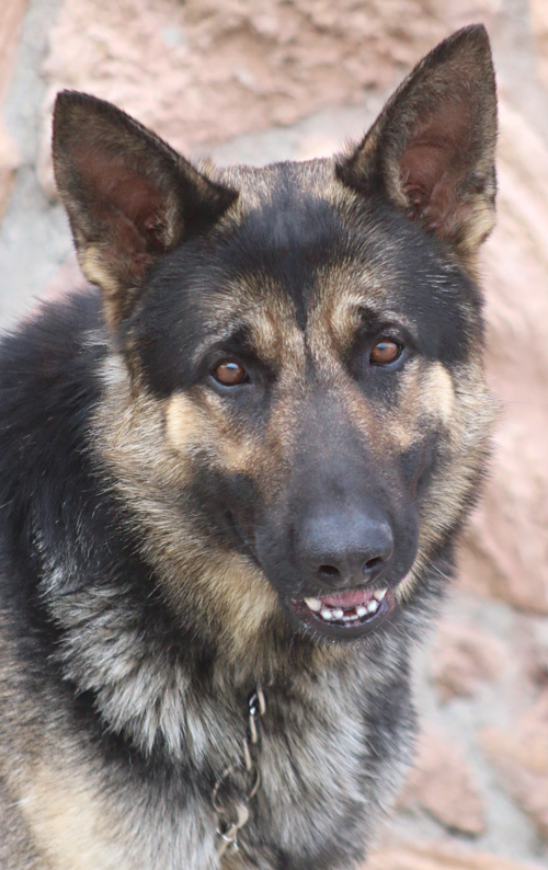 Westside German Shepherd Rescue of Los Angeles