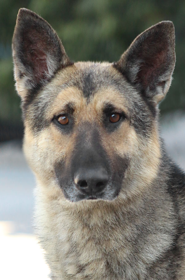 Westside German Shepherd Rescue of Los Angeles