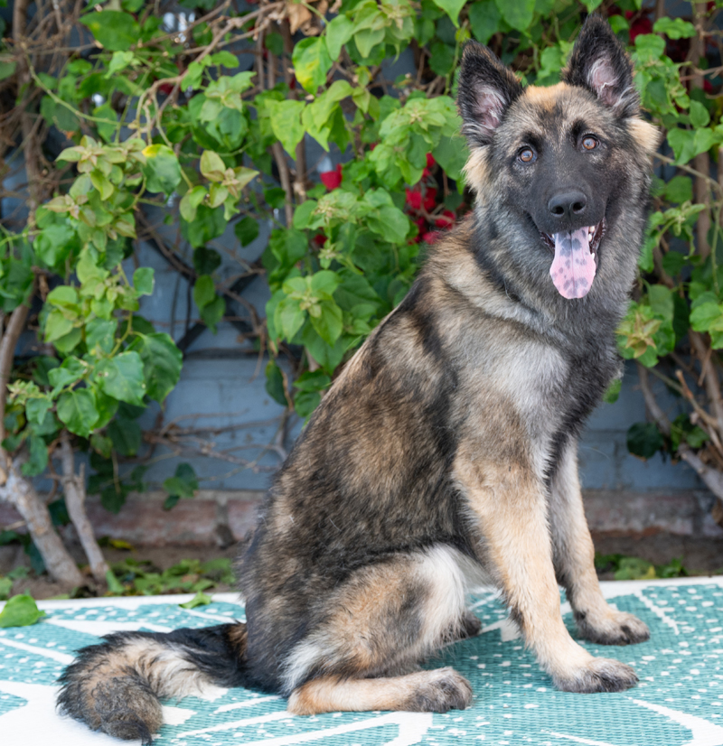Westside German Shepherd Rescue of Los Angeles
