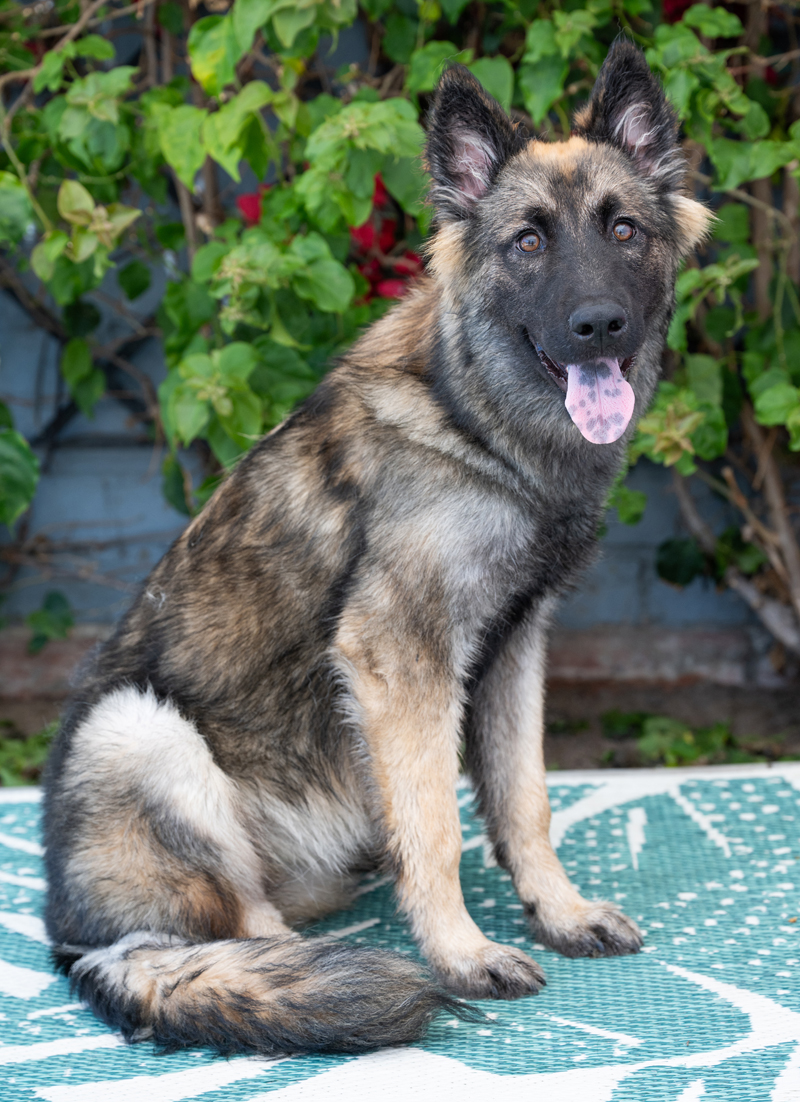 Westside German Shepherd Rescue of Los Angeles