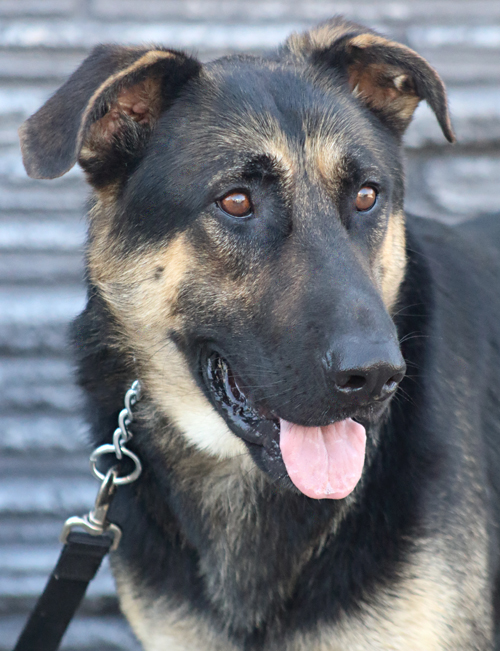 Westside German Shepherd Rescue of Los Angeles