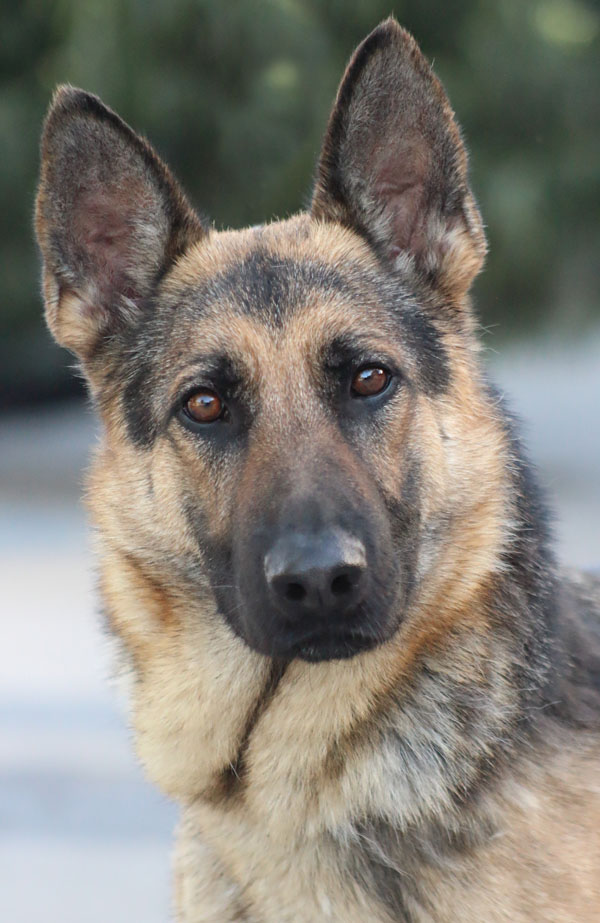 Westside German Shepherd Rescue of Los Angeles