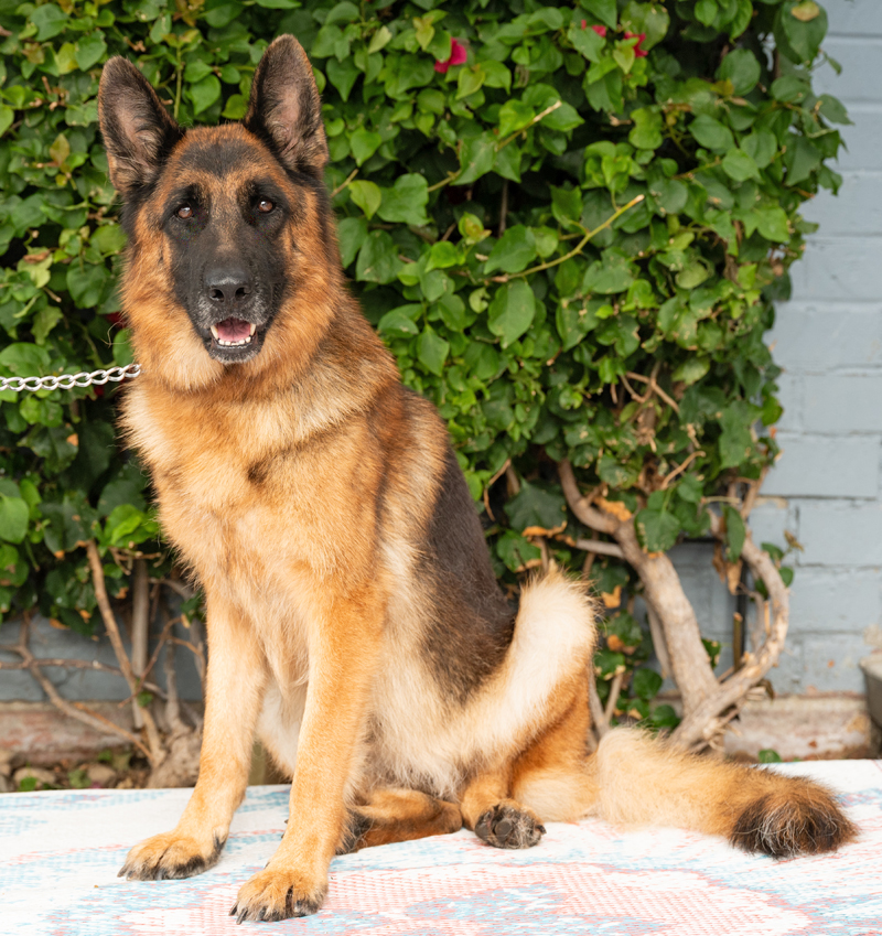 Westside German Shepherd Rescue of Los Angeles