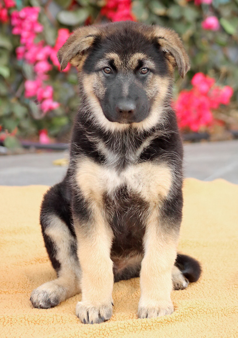 Westside German Shepherd Rescue of Los Angeles