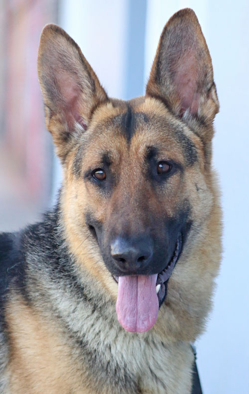 Westside German Shepherd Rescue of Los Angeles