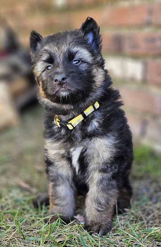 Westside German Shepherd Rescue of Los Angeles