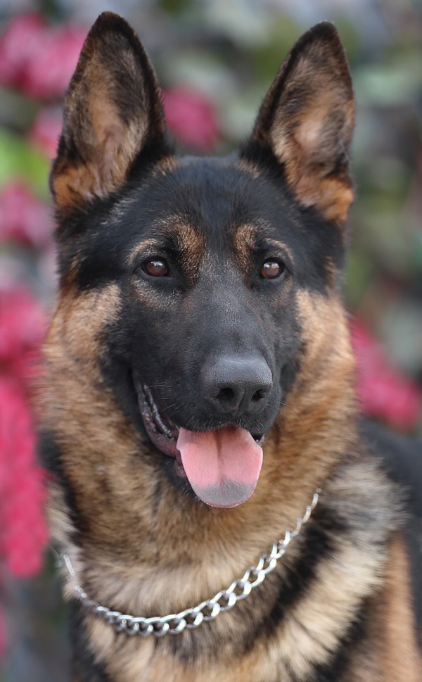 Westside German Shepherd Rescue of Los Angeles