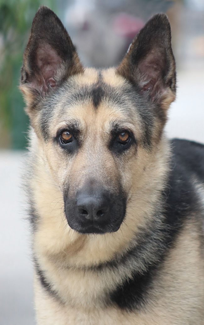 Westside German Shepherd Rescue of Los Angeles