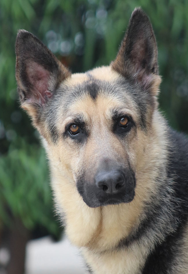 Westside German Shepherd Rescue of Los Angeles
