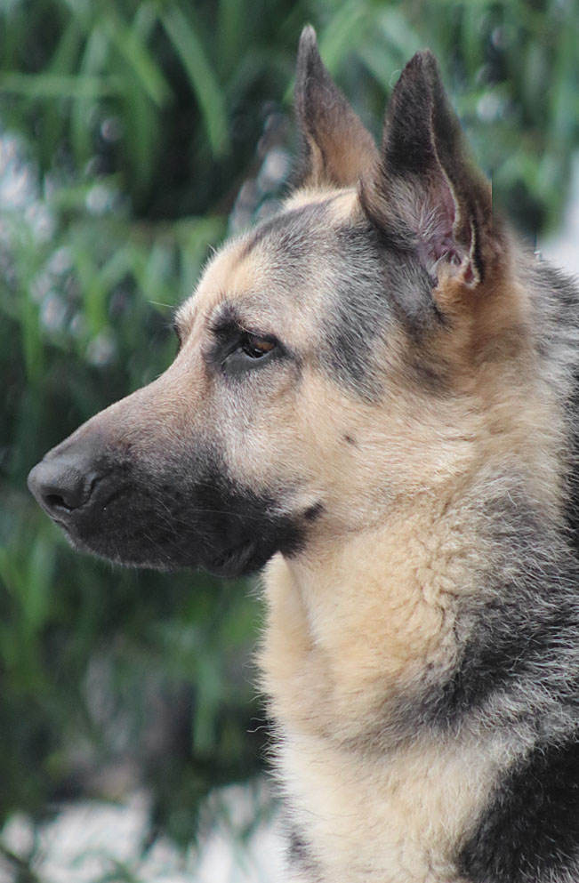 Westside German Shepherd Rescue of Los Angeles