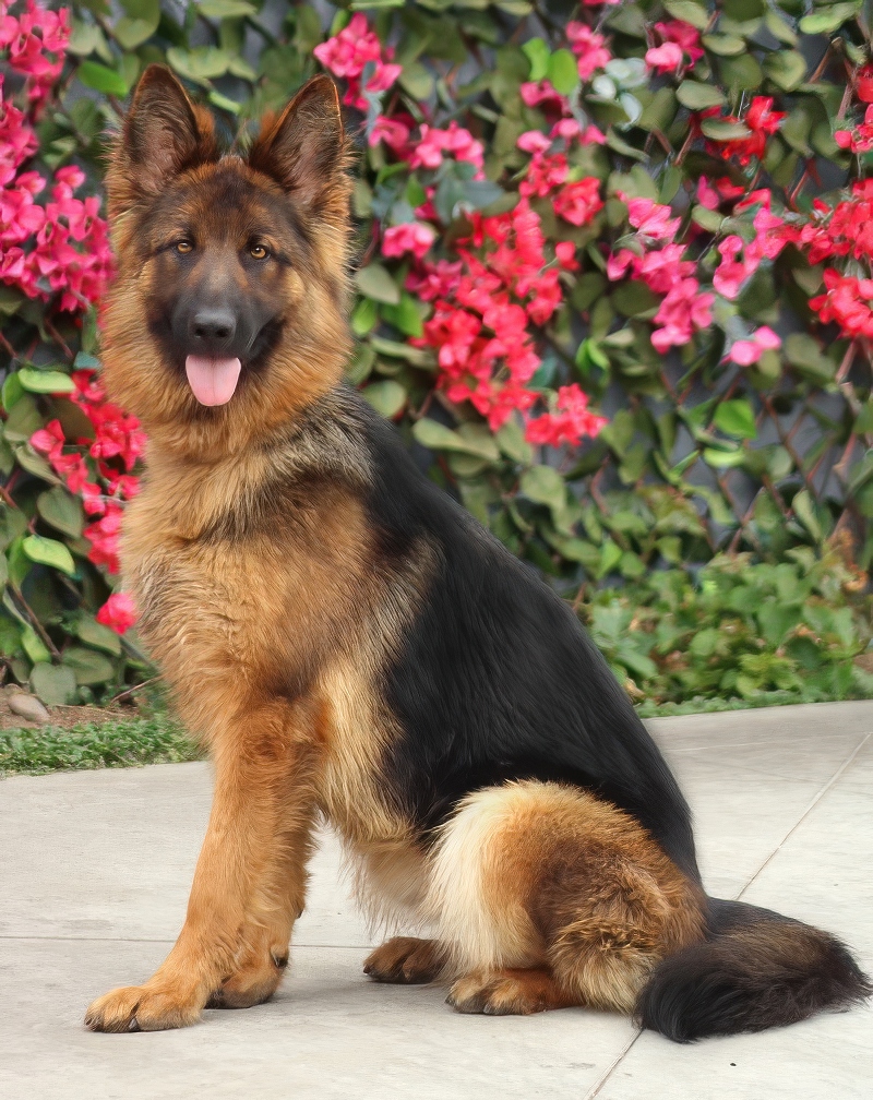 Westside German Shepherd Rescue of Los Angeles