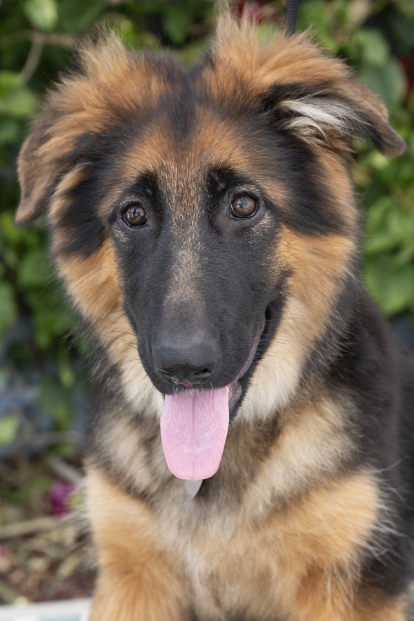 Westside German Shepherd Rescue of Los Angeles