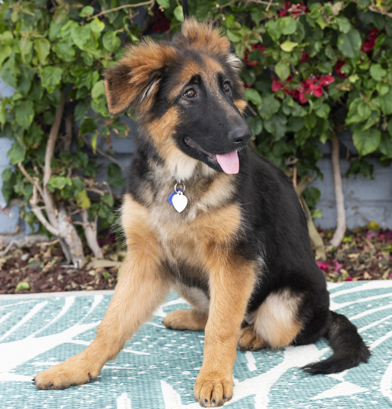 Westside German Shepherd Rescue of Los Angeles