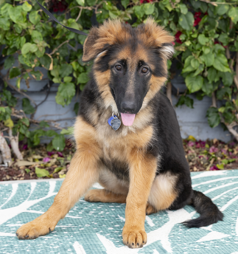 Westside German Shepherd Rescue of Los Angeles