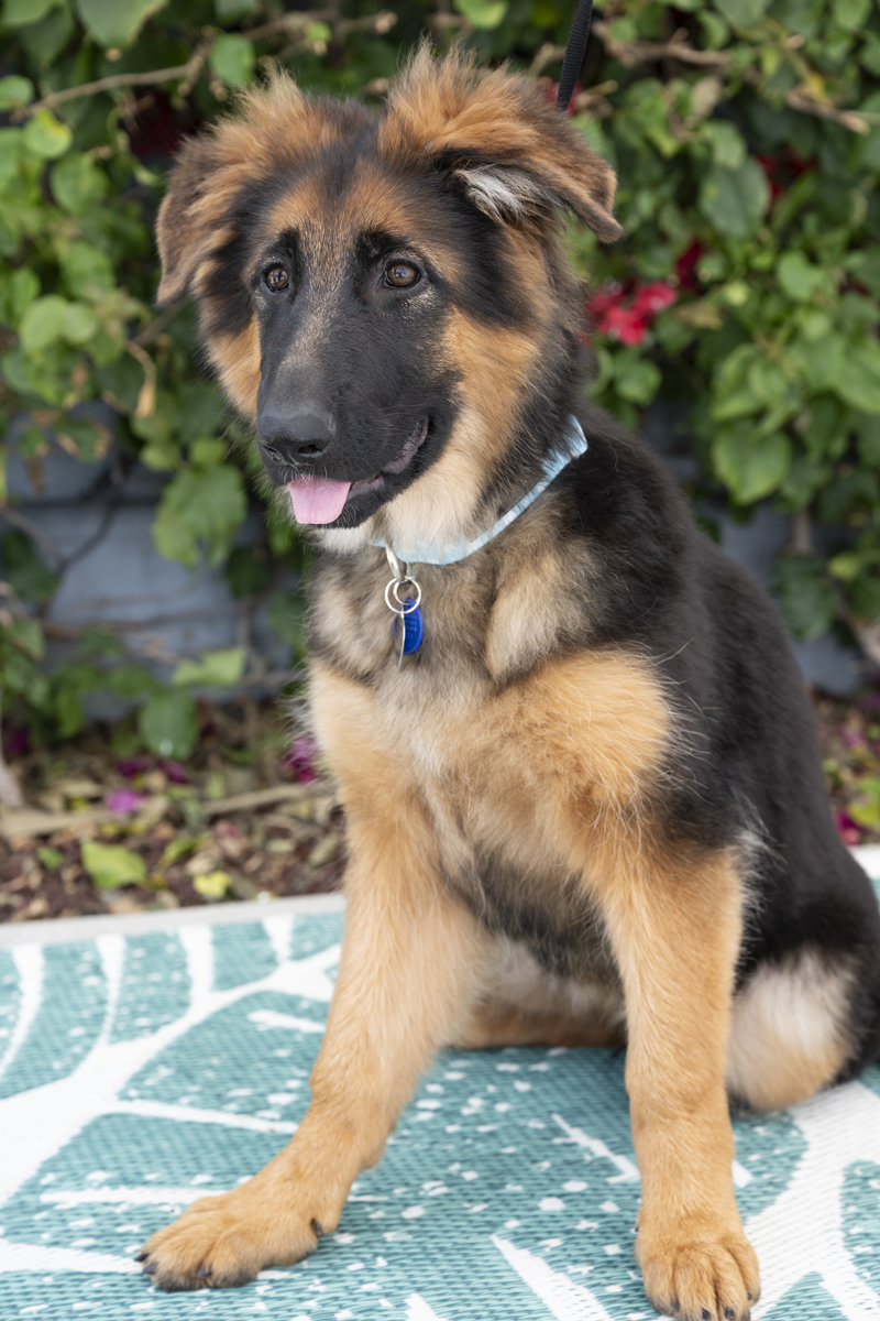 Westside German Shepherd Rescue of Los Angeles