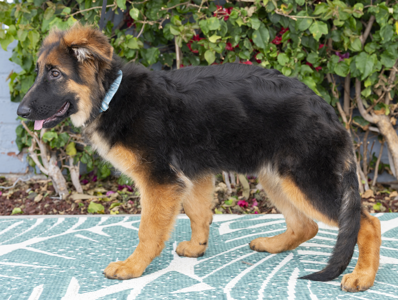 Westside German Shepherd Rescue of Los Angeles