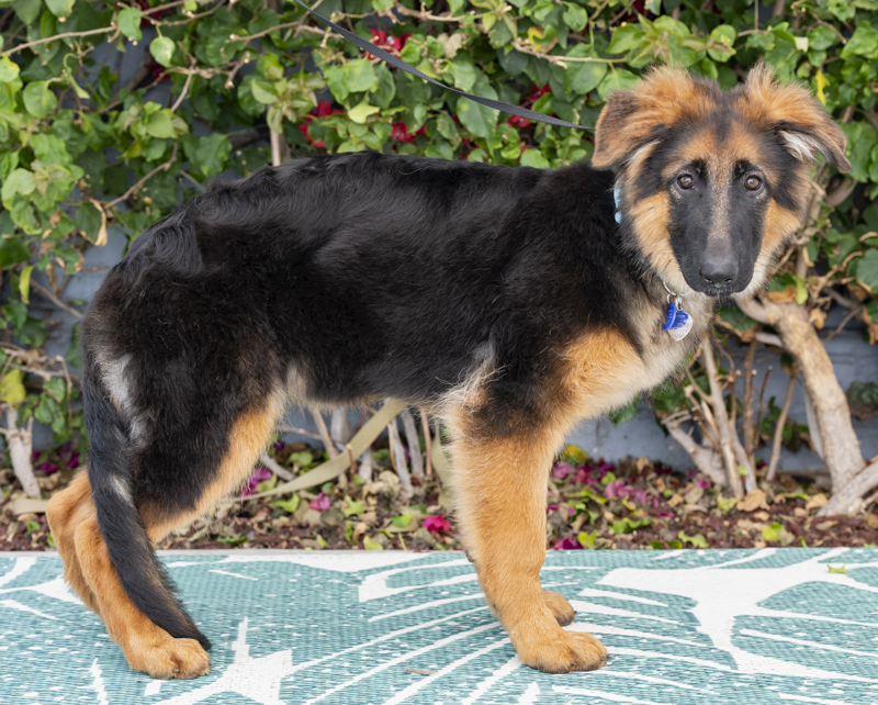 Westside German Shepherd Rescue of Los Angeles