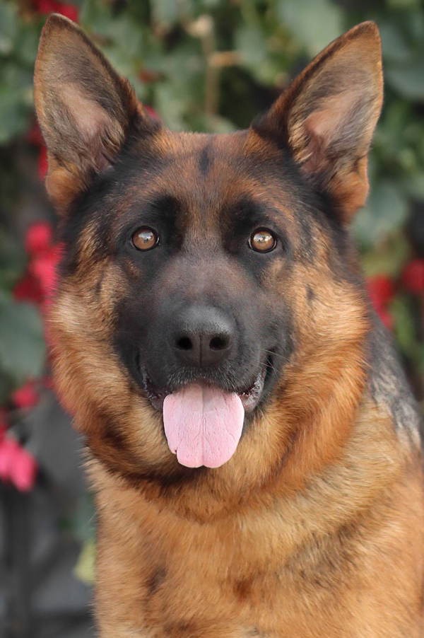 Westside German Shepherd Rescue of Los Angeles