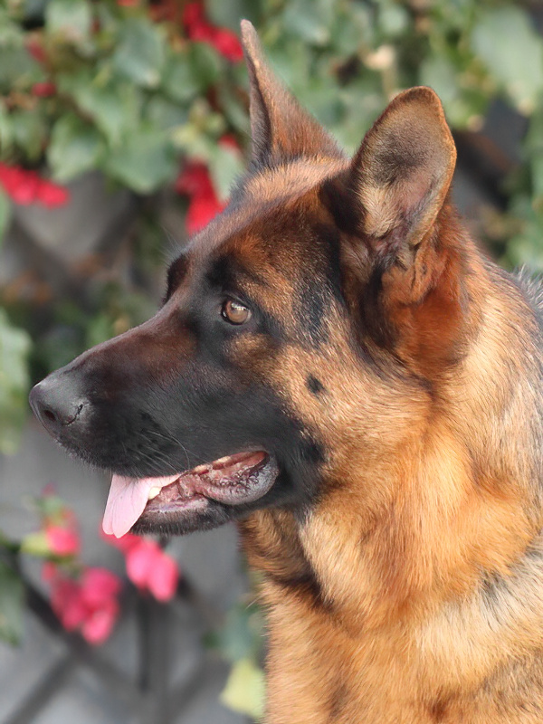 Westside German Shepherd Rescue of Los Angeles