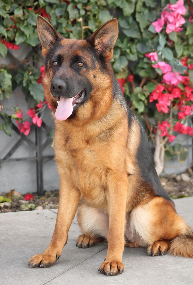 Westside German Shepherd Rescue of Los Angeles