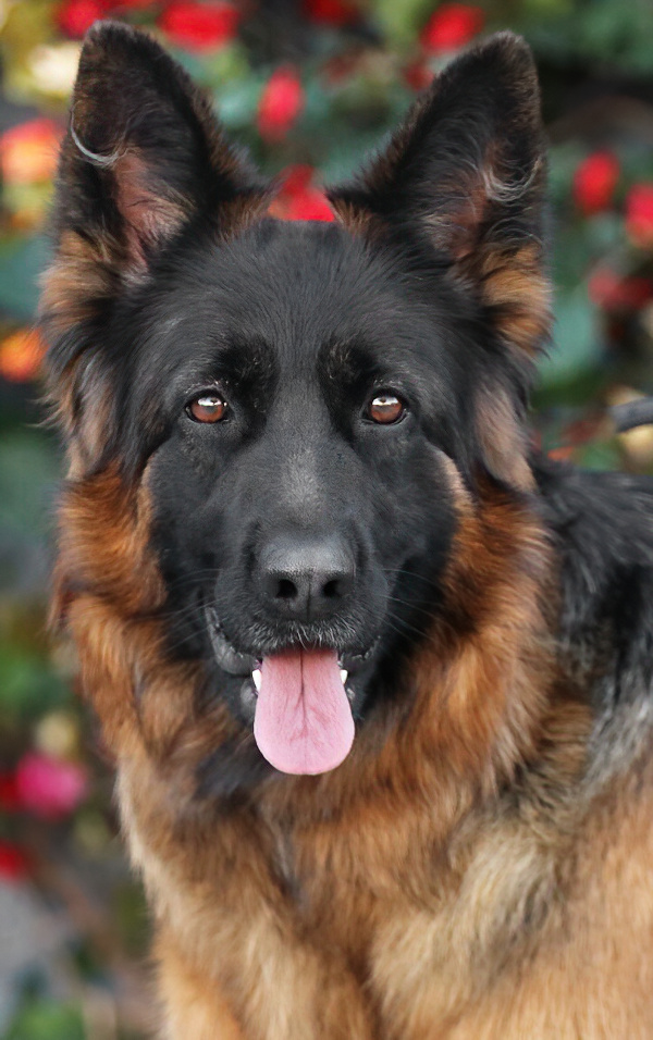 Westside German Shepherd Rescue of Los Angeles