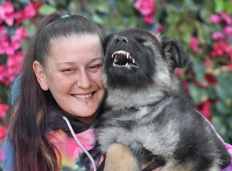 Westside German Shepherd Rescue of Los Angeles