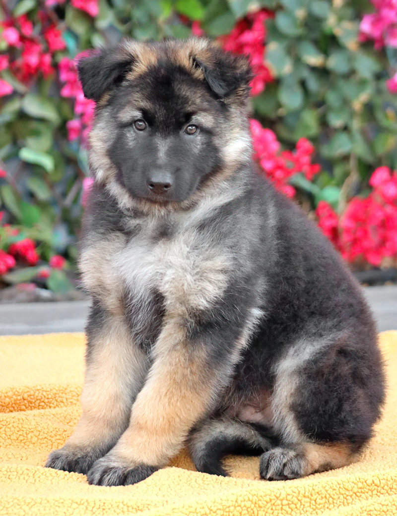 Westside German Shepherd Rescue of Los Angeles