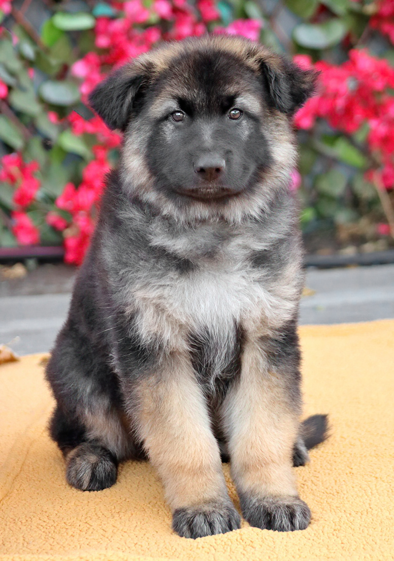 Westside German Shepherd Rescue of Los Angeles