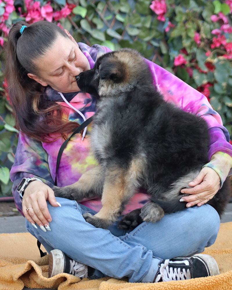 Westside German Shepherd Rescue of Los Angeles