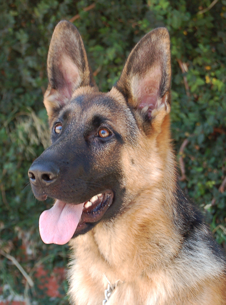 Westside German Shepherd Rescue of Los Angeles