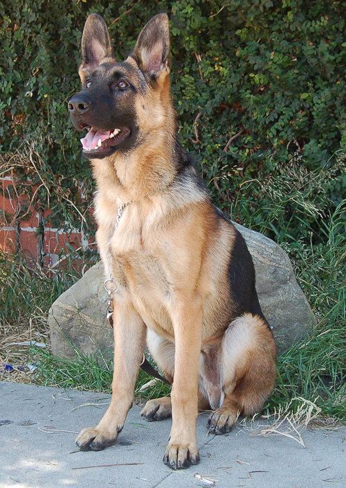 Westside German Shepherd Rescue of Los Angeles