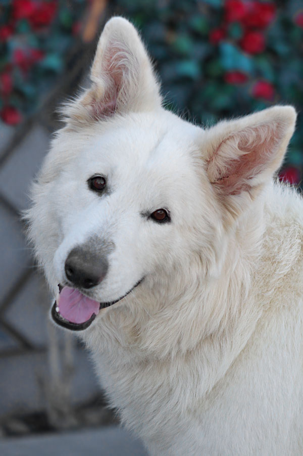 Westside German Shepherd Rescue of Los Angeles
