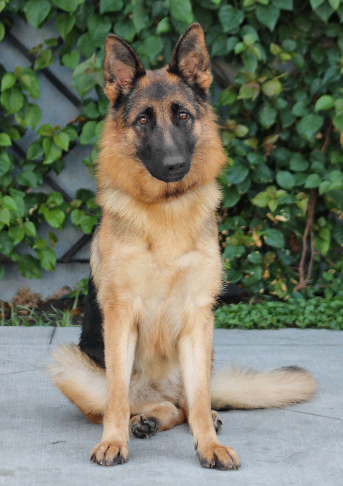 Westside German Shepherd Rescue of Los Angeles