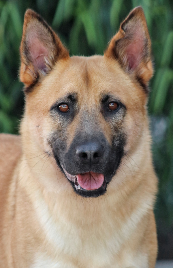 Westside German Shepherd Rescue of Los Angeles