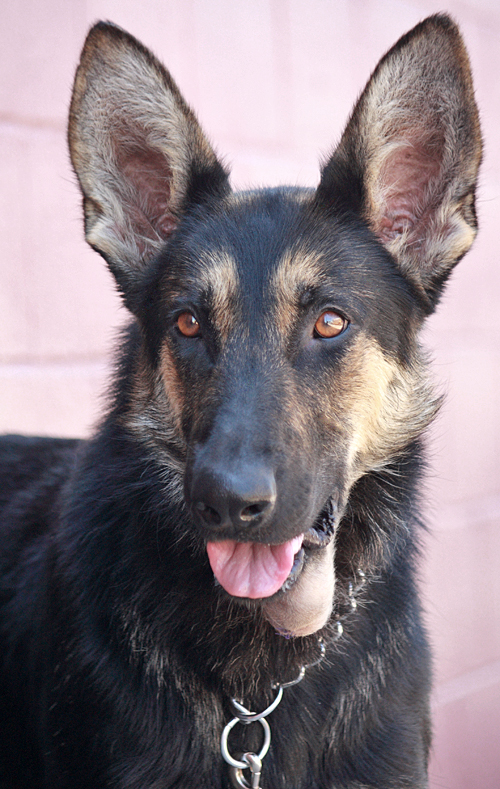 Westside German Shepherd Rescue of Los Angeles