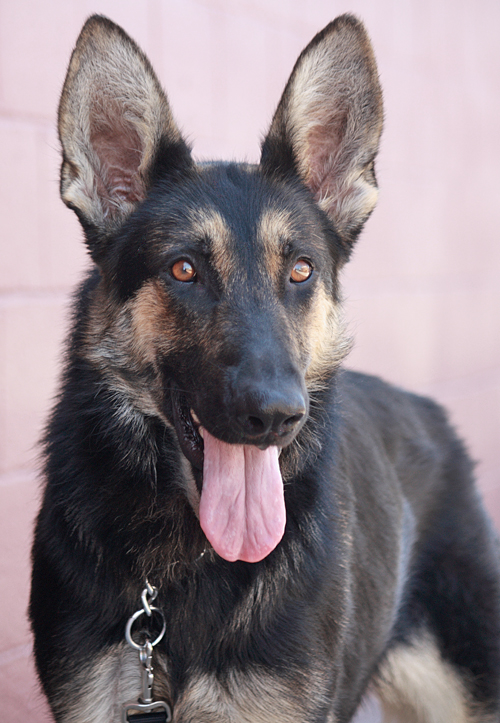 Westside German Shepherd Rescue of Los Angeles