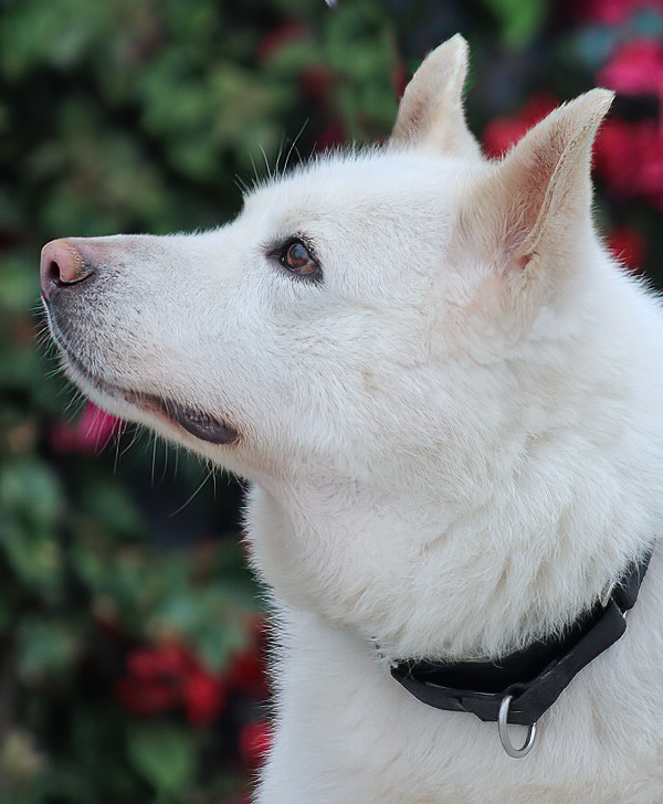 Westside German Shepherd Rescue of Los Angeles
