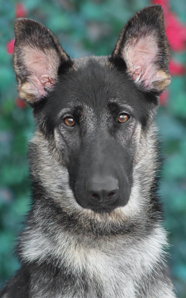 Westside German Shepherd Rescue of Los Angeles